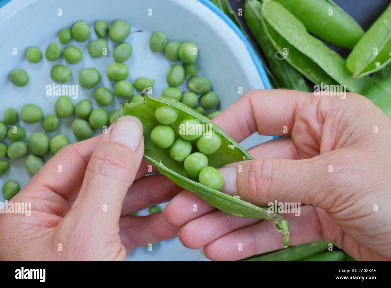 Podding Peas From Shell High Resolution Stock Photography and Images ...