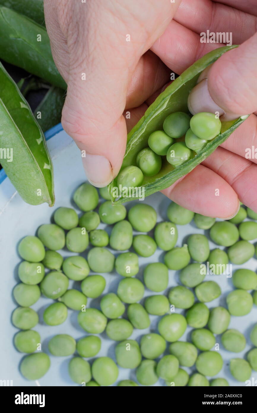 Shelling hi-res stock photography and images - Alamy