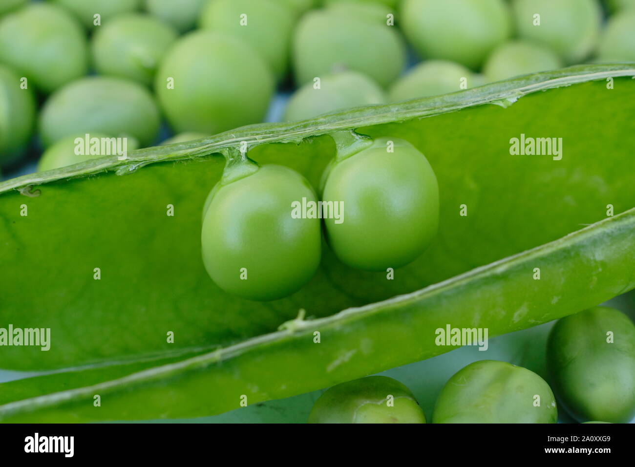 Two peas in a pod hi-res stock photography and images - Alamy