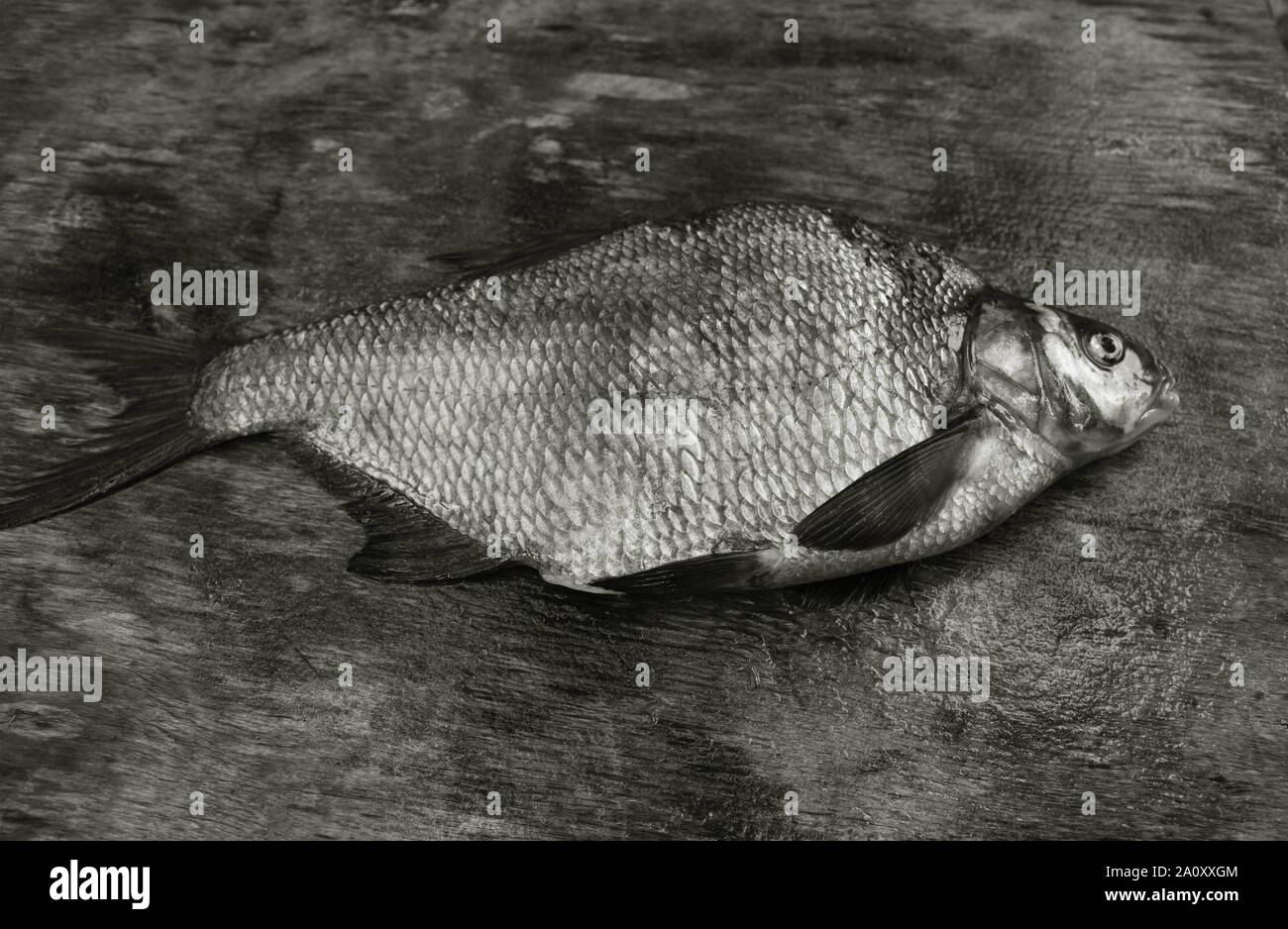 freshly caught bream with large scales on the gray weathered wooden ...