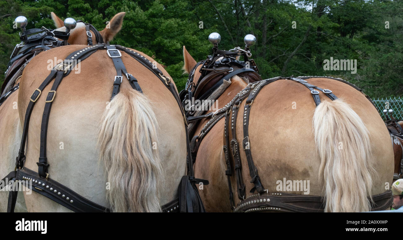 Two draft horses show off their backside Stock Photo - Alamy