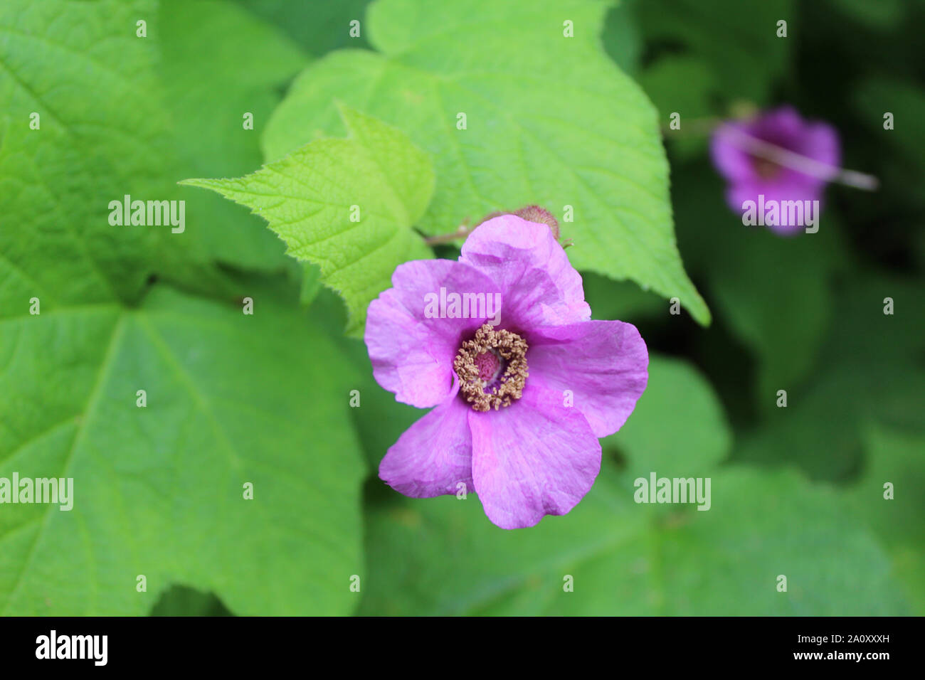 Smooth wild rose in Plymouth, Vermont Stock Photo - Alamy