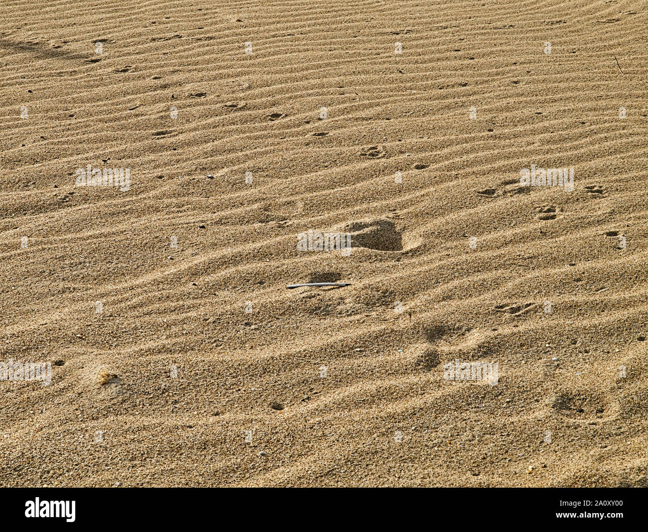 Sand texture with ripples and trail, close up detail, textured ...