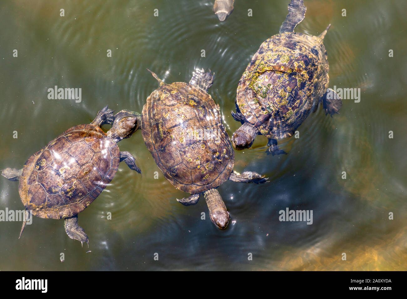 Three turtles swimming in the wetland of Skala Eressos, in Lesvos ...