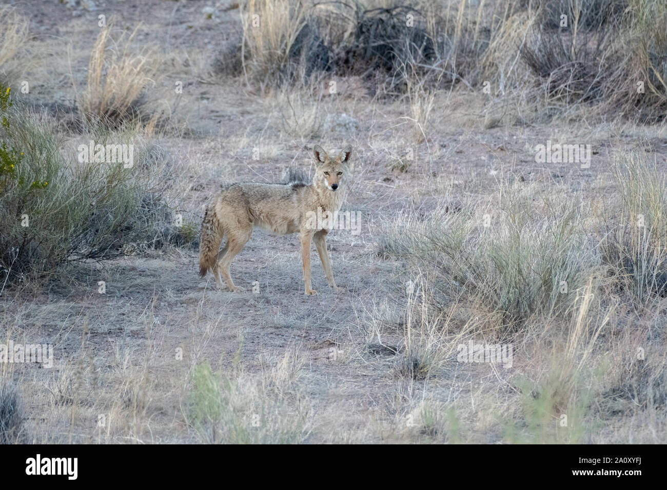 Coyote,(Canis latrans), Bosque del Apache National Wildlife Refuge, New ...