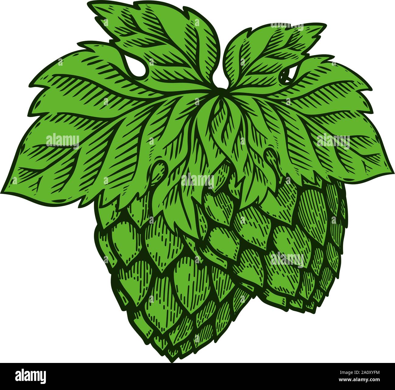 Hand drawn beer hop illustration. Design element for poster, emblem ...