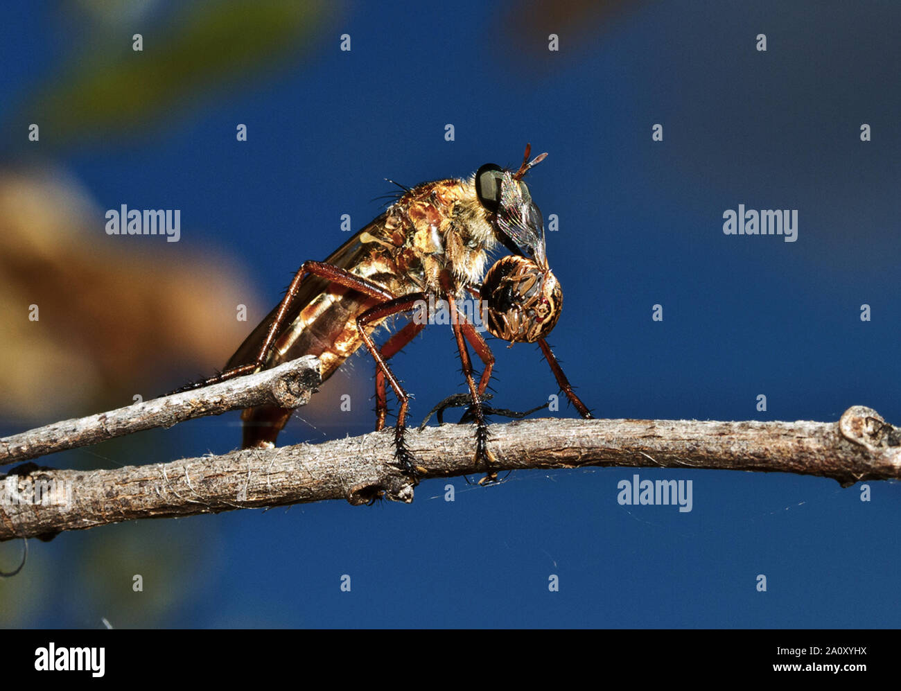 Halteres hi-res stock photography and images - Alamy