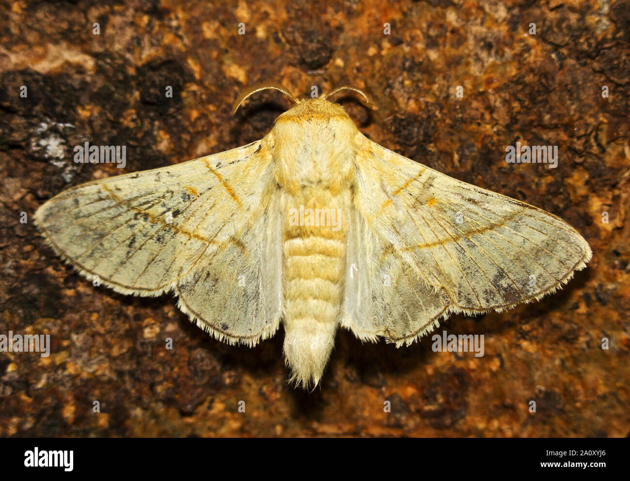 Euthrix spp hi-res stock photography and images - Alamy