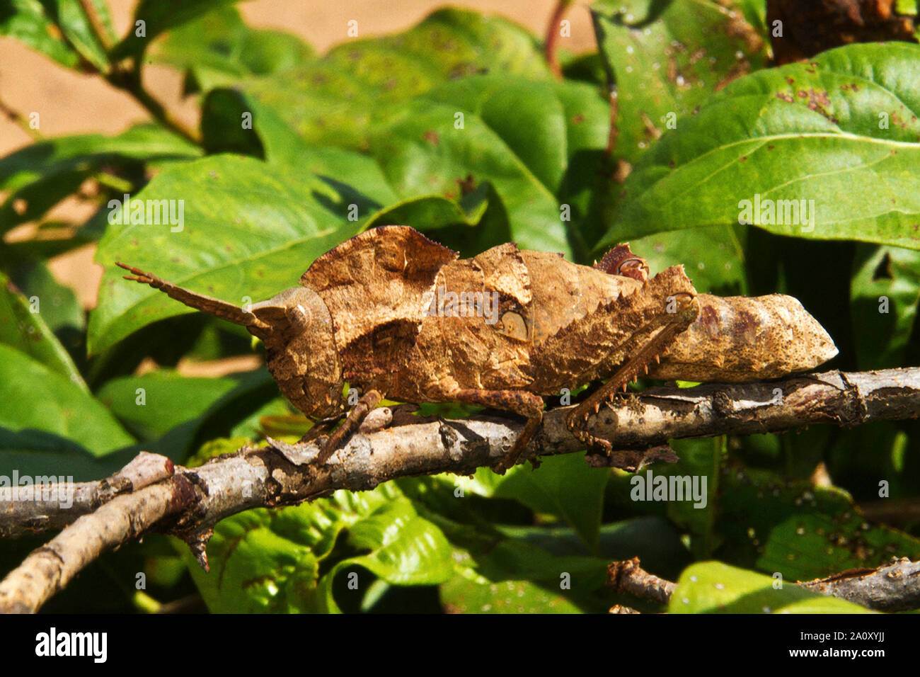 Saw backed locust hi-res stock photography and images - Alamy