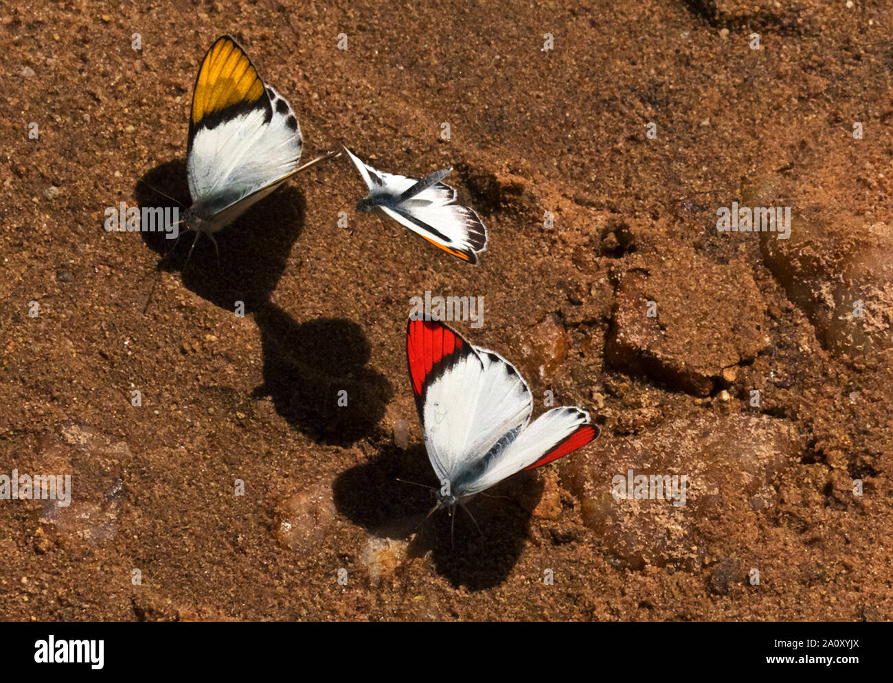 Colotis hi-res stock photography and images - Alamy