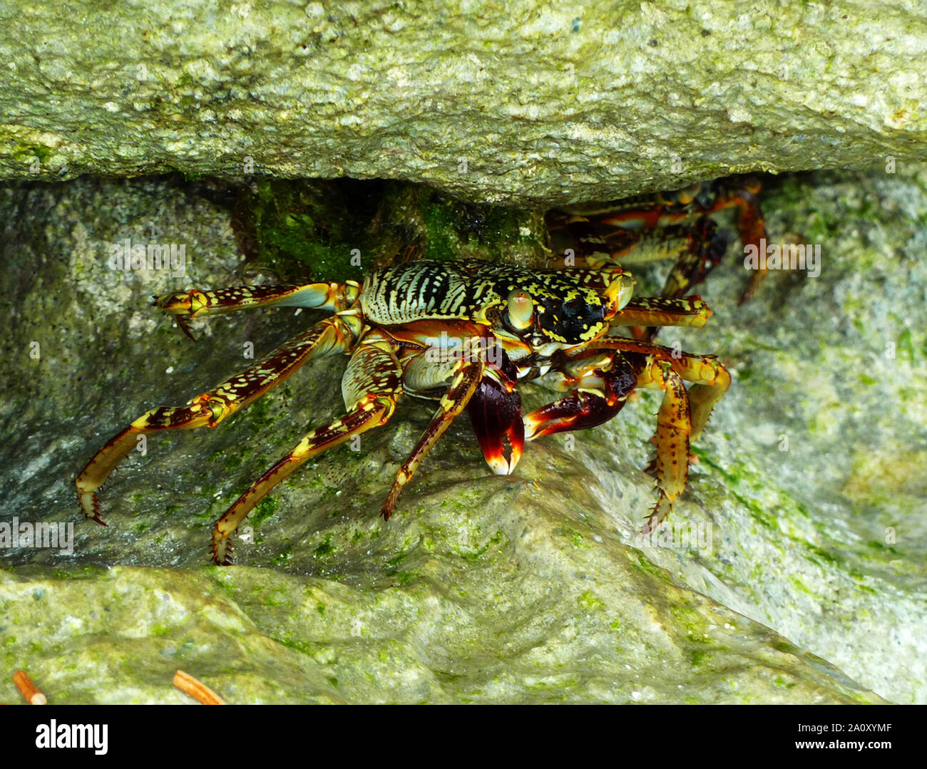 Cranid crabs hi-res stock photography and images - Alamy