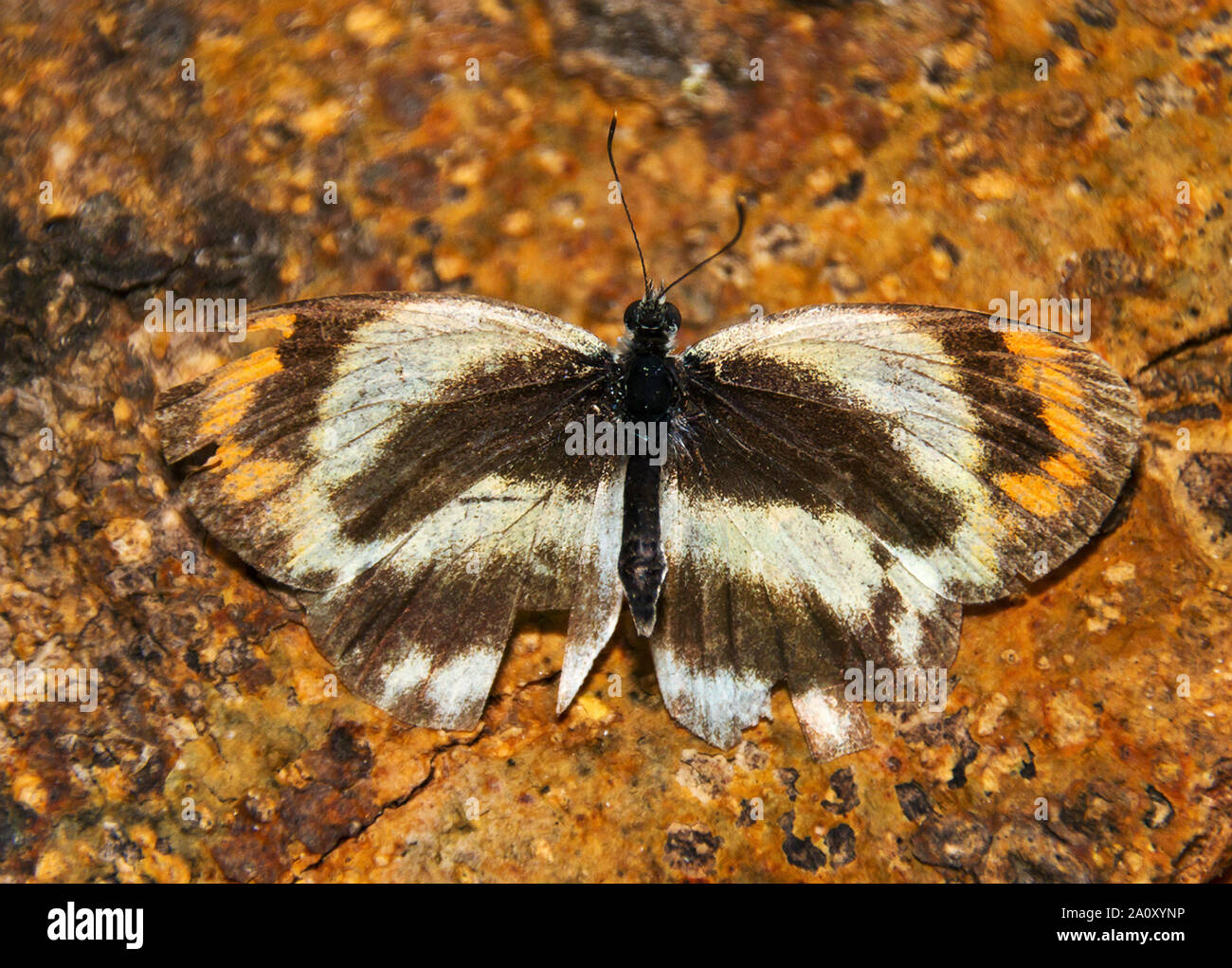 The family of White butterflies contains many with coloured wing tips ...