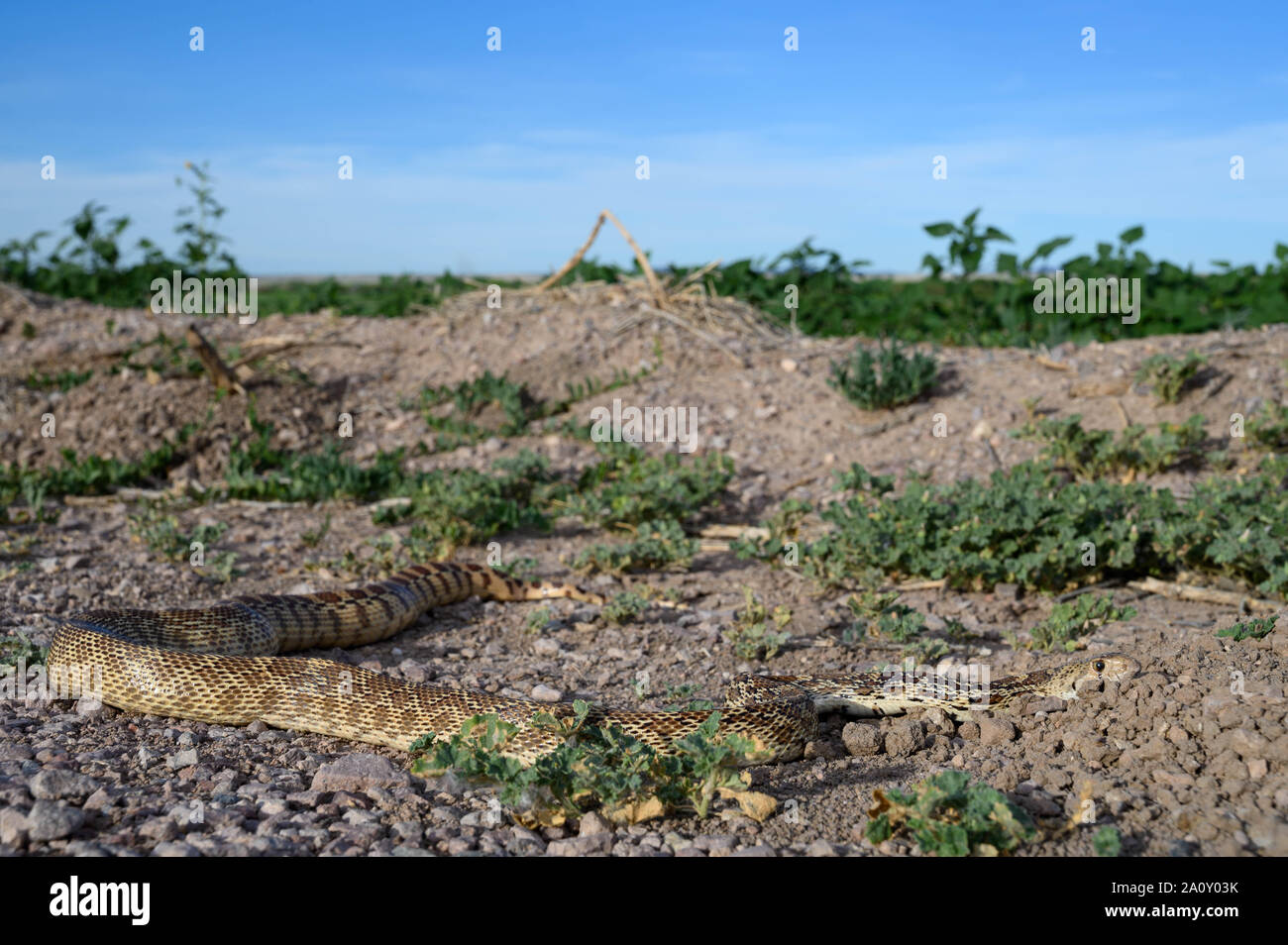 Sonoran Gopher Snake, (Pituophis catenifer affinis), Bosque del Apache ...