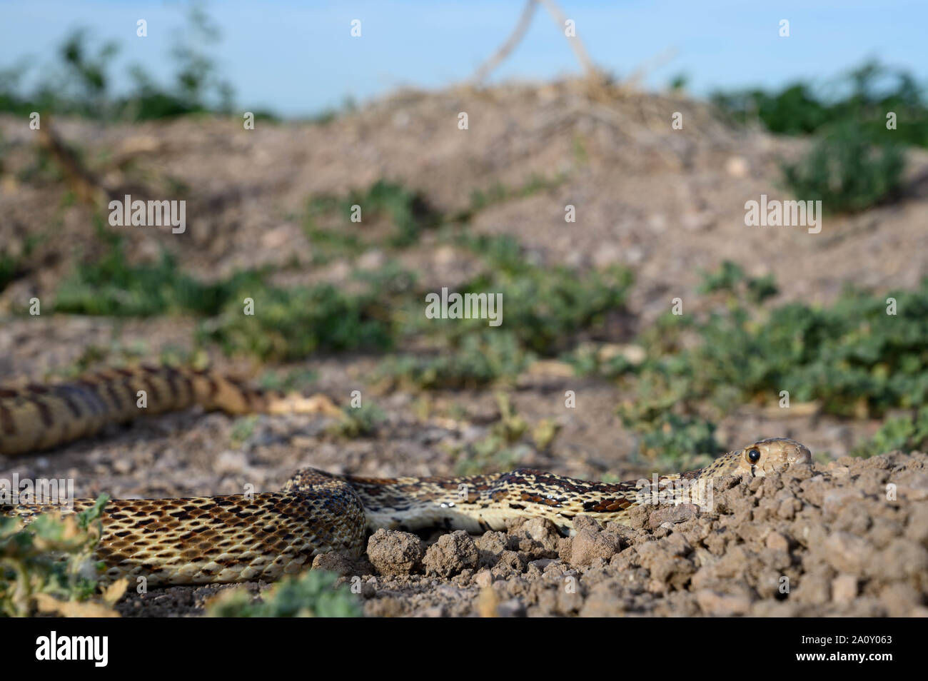 Sonoran Gopher Snake, (Pituophis catenifer affinis), Bosque del Apache ...