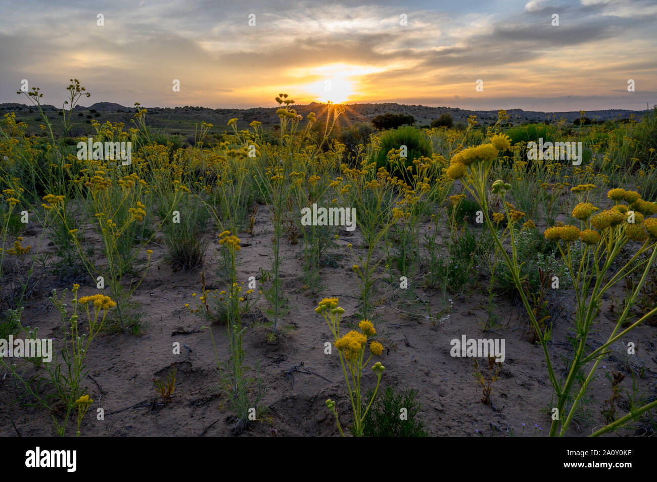 Ojito Wilderness New Mexico High Resolution Stock Photography and ...