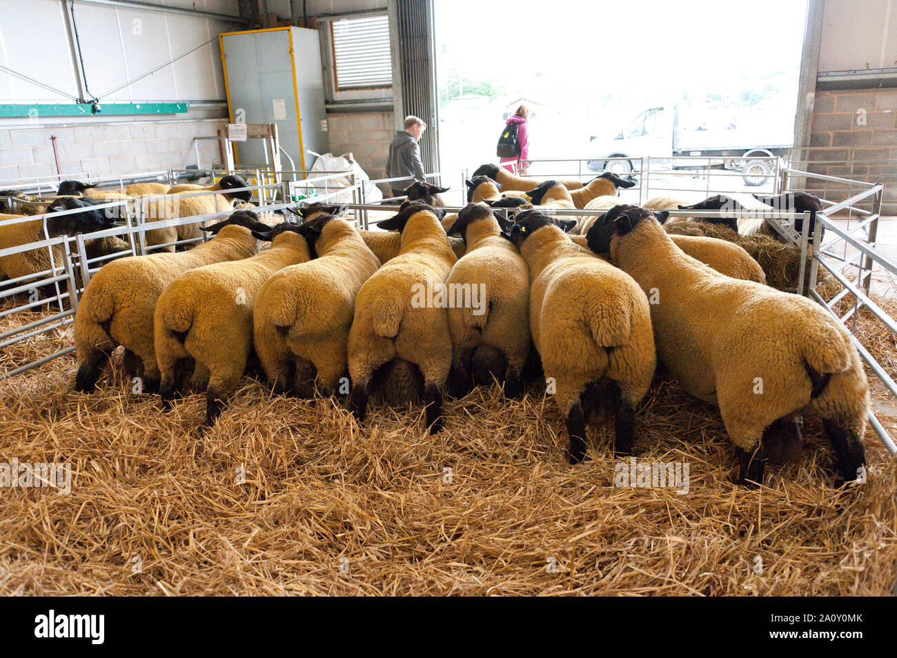 Show lamb pens hi-res stock photography and images - Alamy