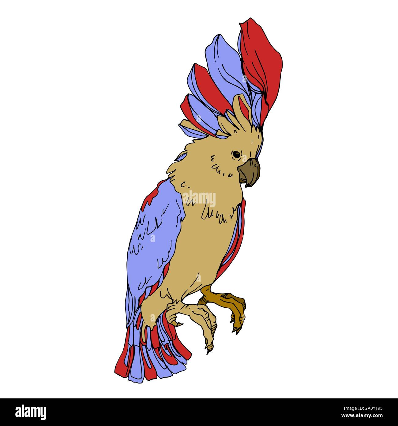 Vector Sky bird cockatoo in a wildlife isolated. Wild freedom, bird ...