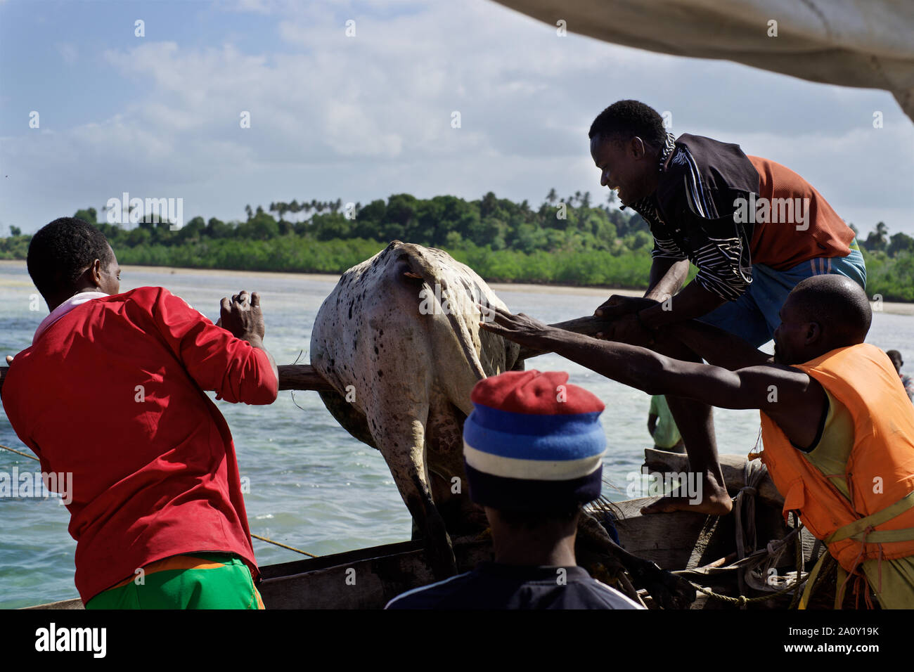 Adolescent cow hi-res stock photography and images - Alamy