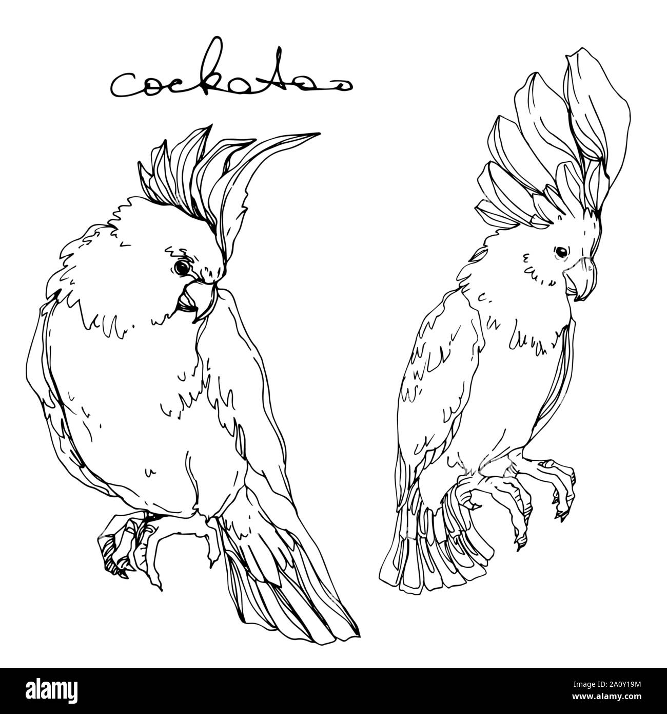 Vector Sky bird cockatoo in a wildlife isolated. Wild freedom, bird ...