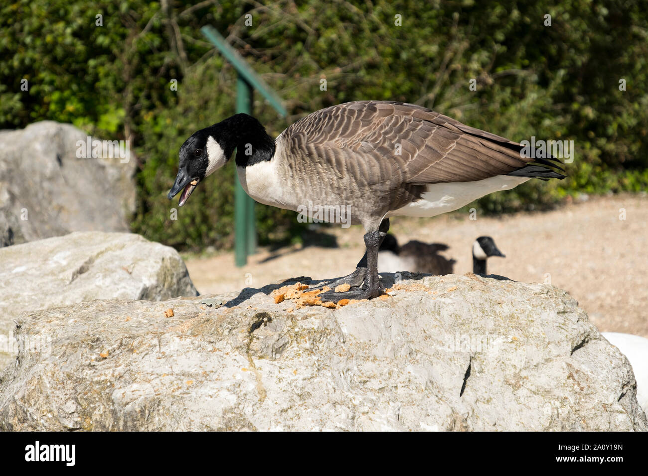 Canada Goose Eating High Resolution Stock Photography and Images - Alamy