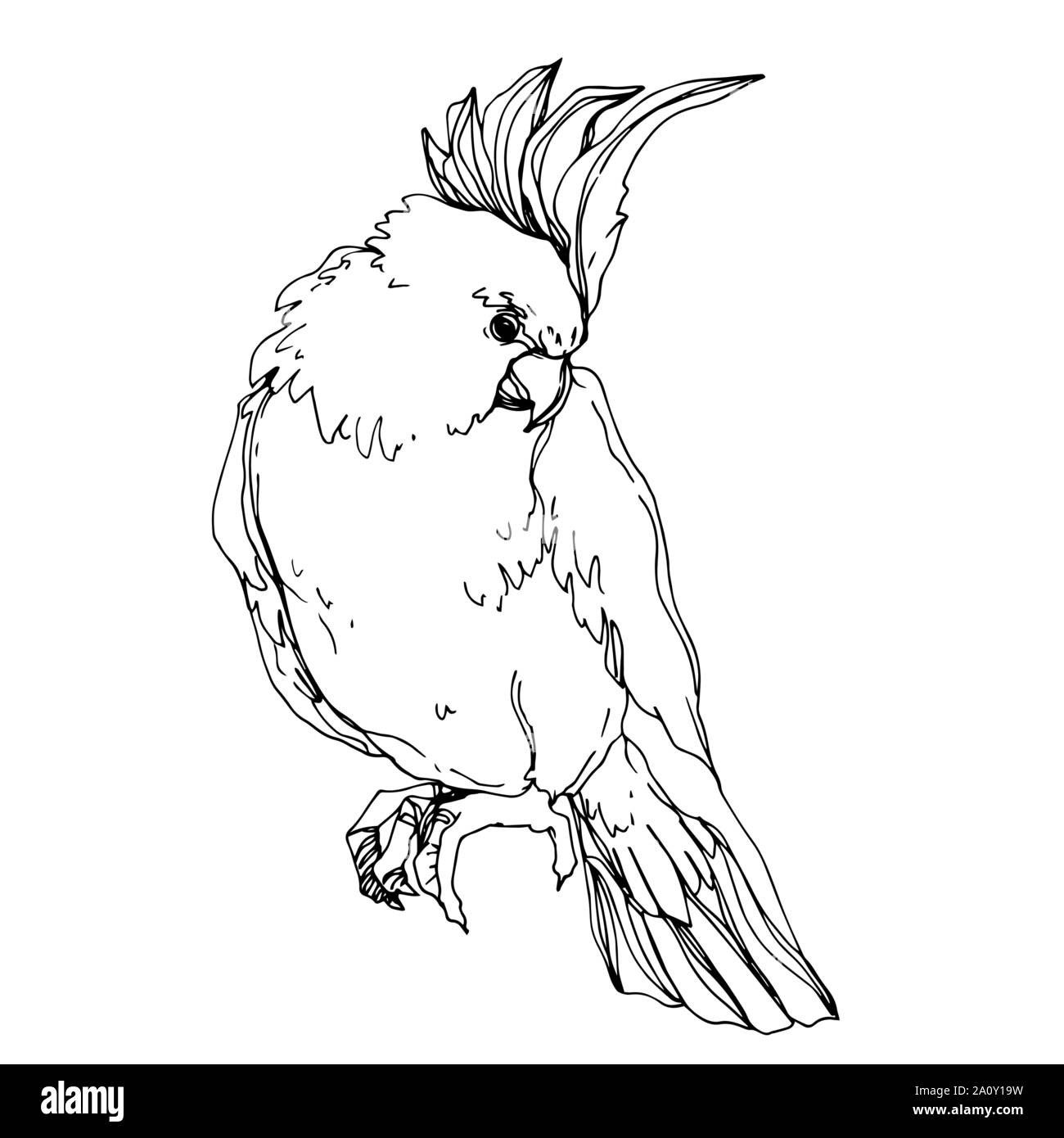 Vector Sky bird cockatoo in a wildlife isolated. Wild freedom, bird ...