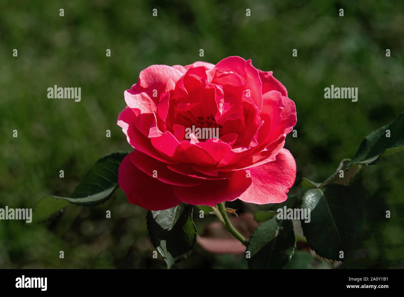 Perfect red rose flowerhead with green leaves hi-res stock photography ...