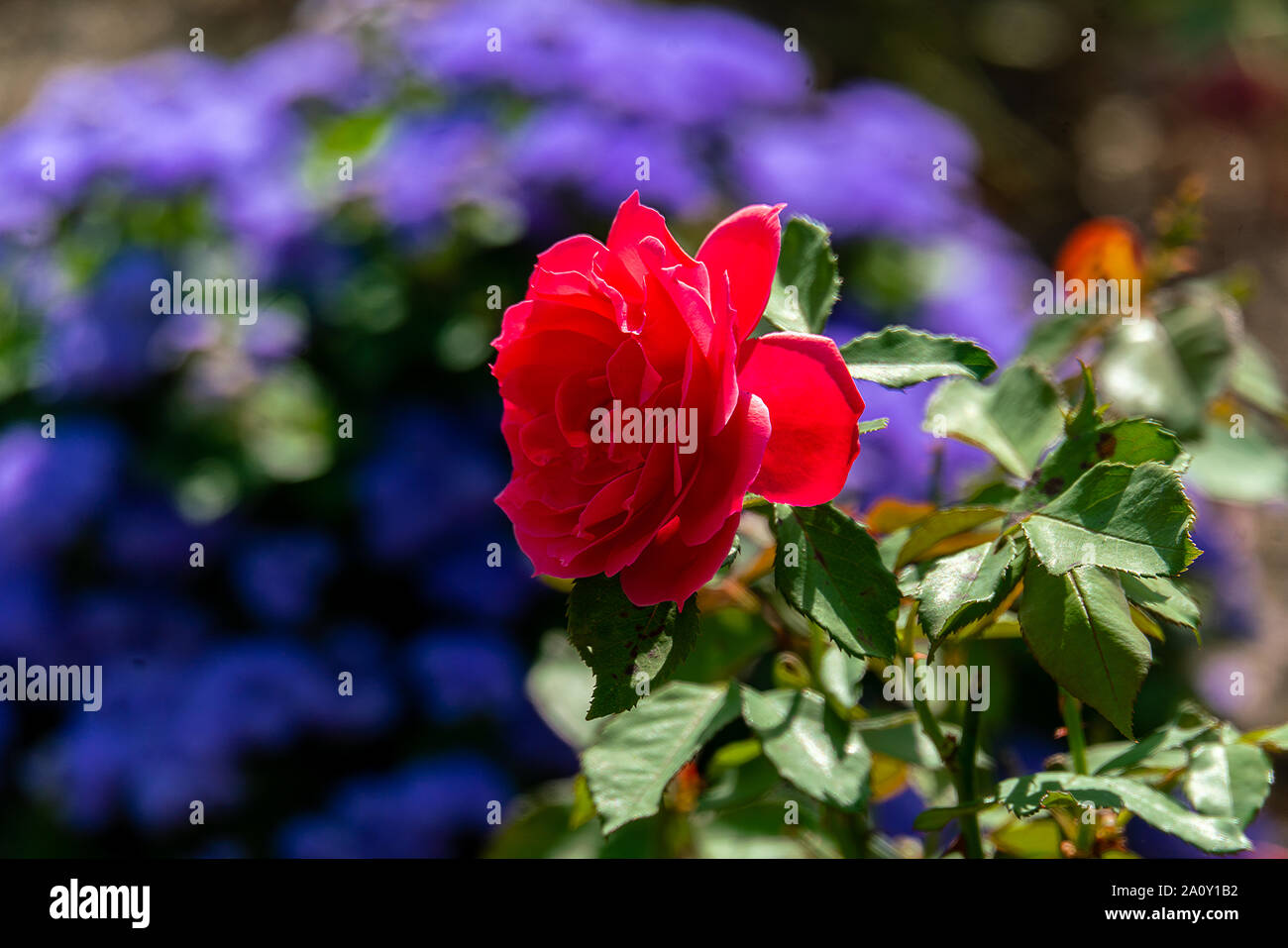 Detailed close up of a single red Hortiflora polyantha rose head with a ...