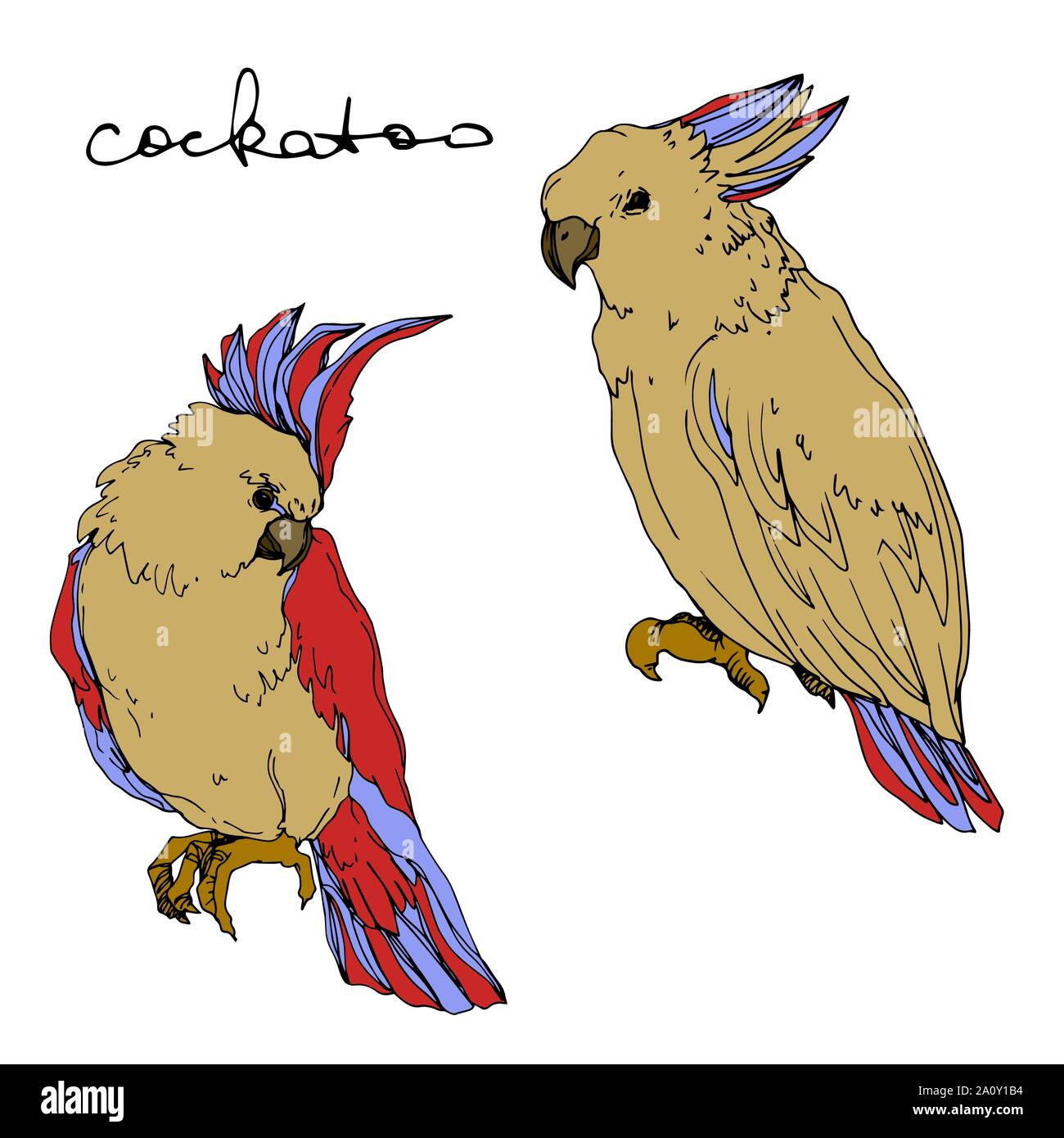Vector Sky bird cockatoo in a wildlife isolated. Wild freedom, bird ...