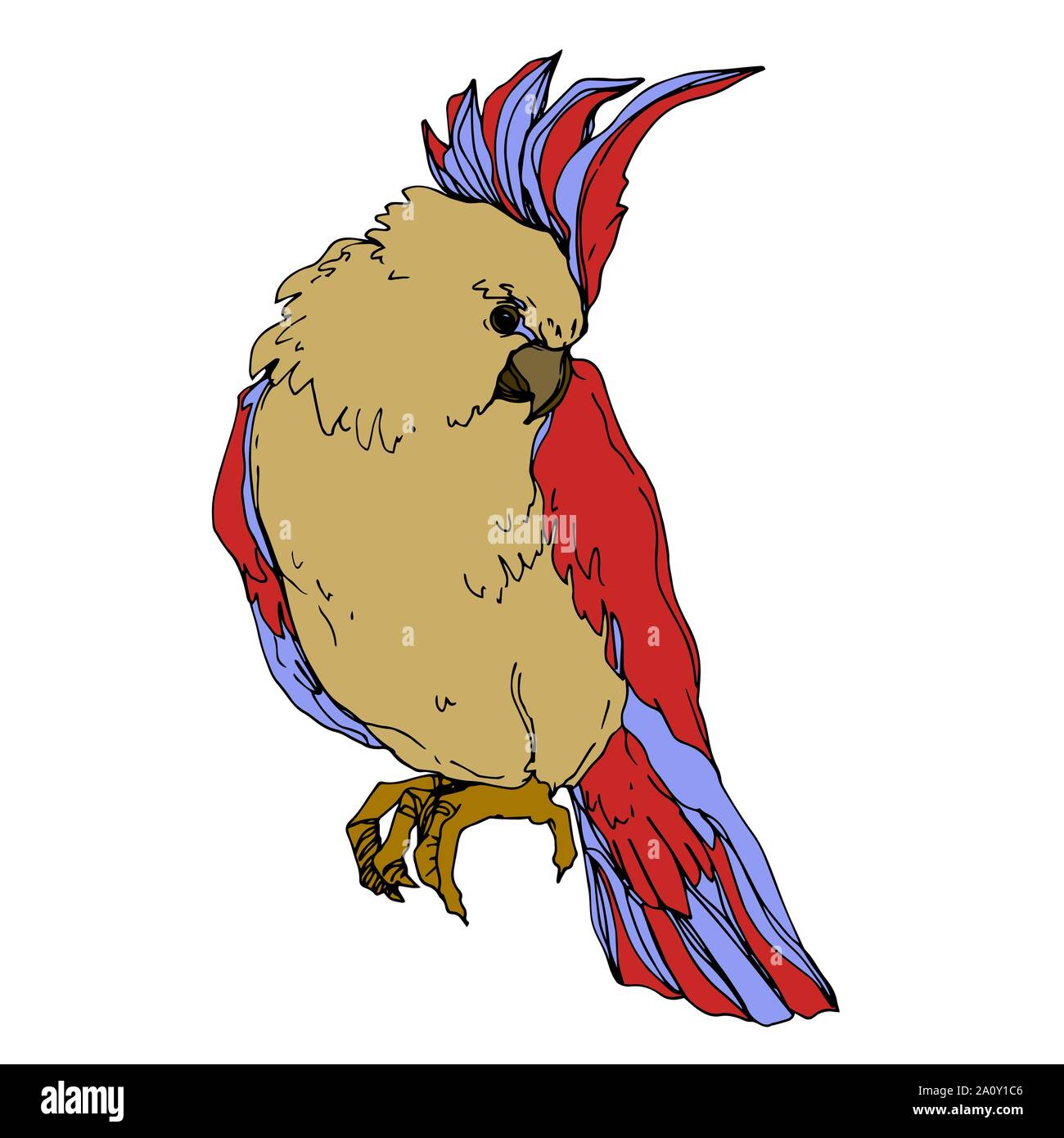 Vector Sky bird cockatoo in a wildlife isolated. Wild freedom, bird ...