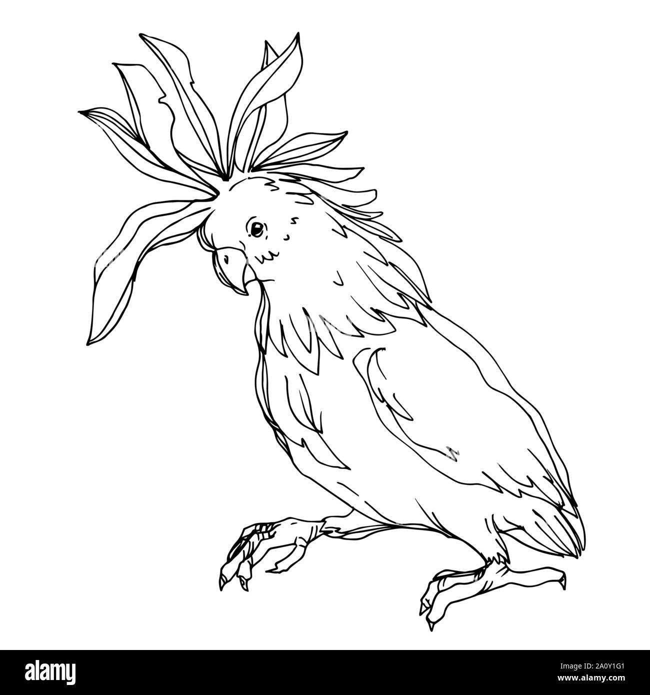 Vector Sky bird cockatoo in a wildlife isolated. Wild freedom, bird ...