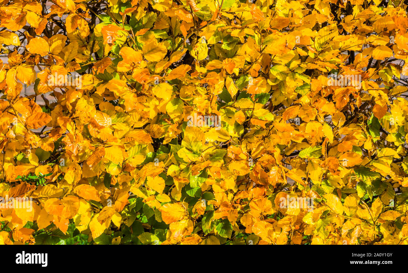 Leaf pile hedge hi-res stock photography and images - Alamy