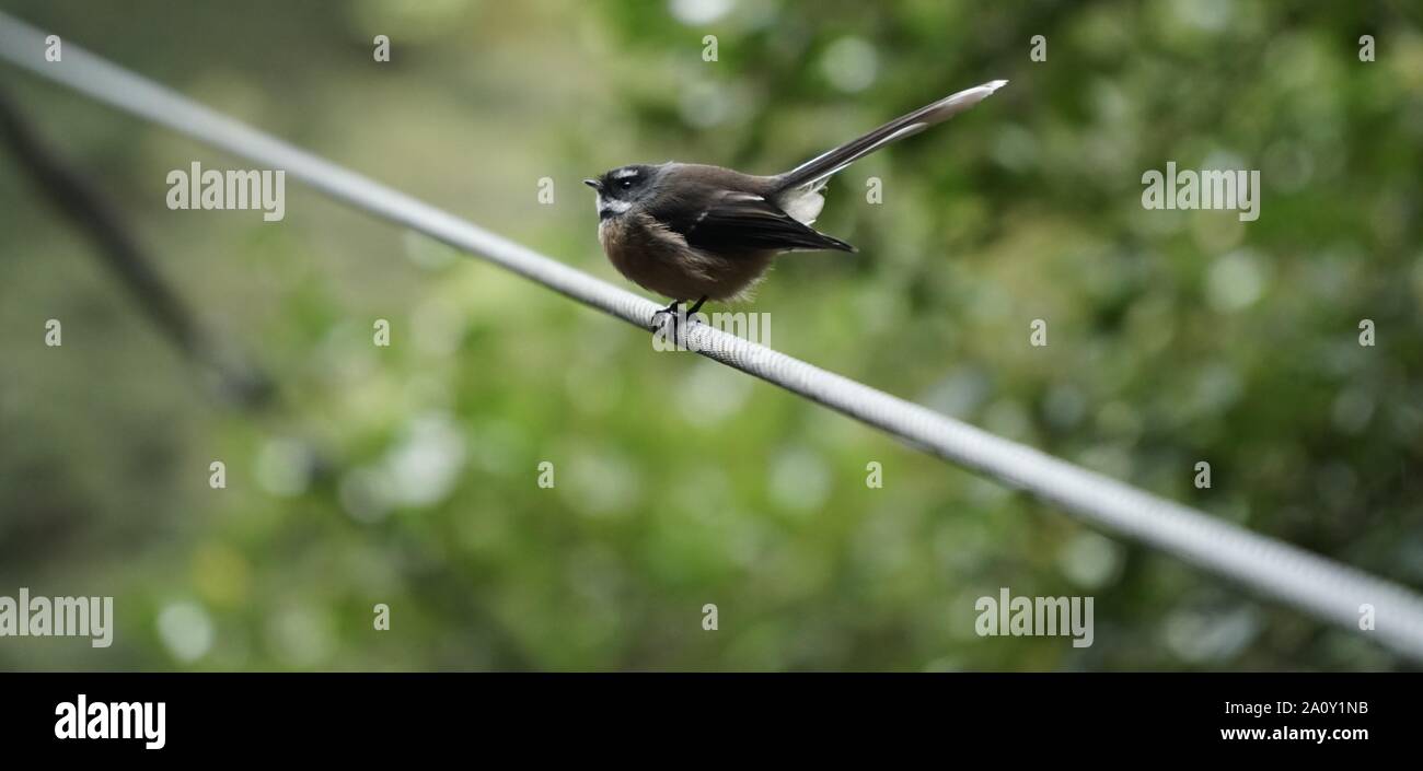 Bellied fantail hi-res stock photography and images - Alamy