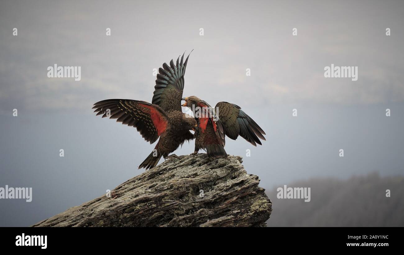 Two kea birds in new zealand playing on rock Stock Photo - Alamy