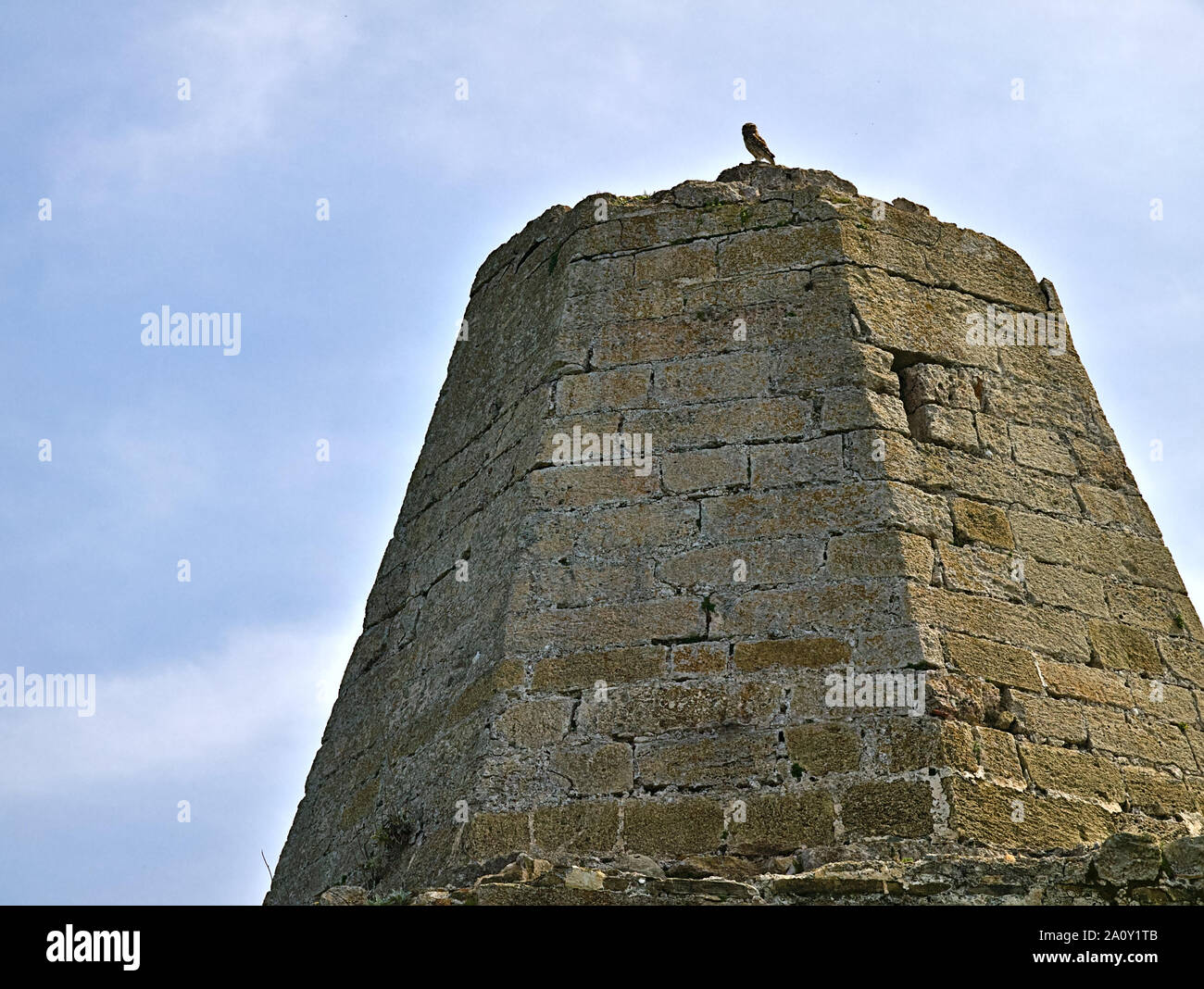 Pyramid owl hi-res stock photography and images - Alamy