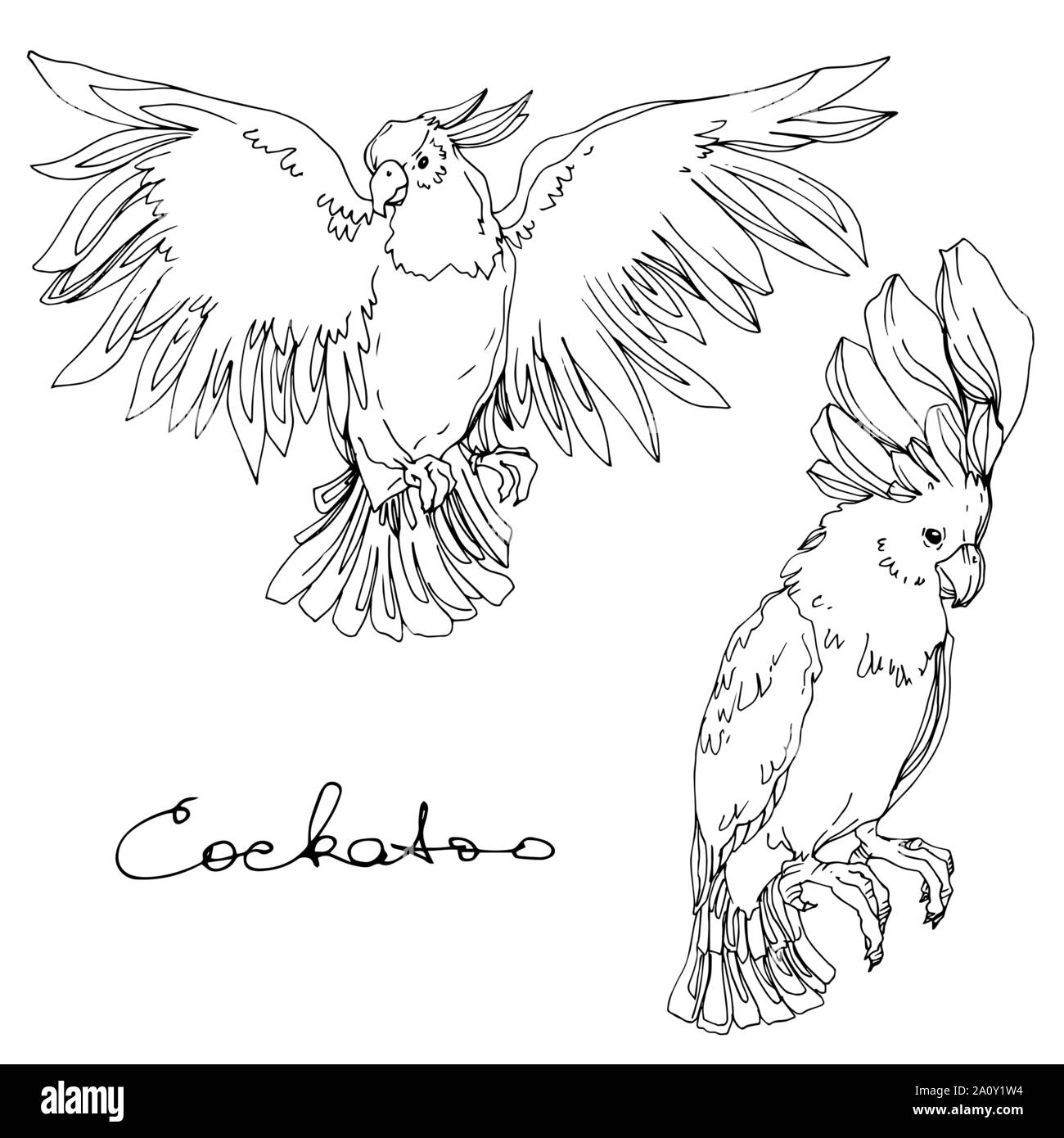 Vector Sky bird cockatoo in a wildlife isolated. Wild freedom, bird ...
