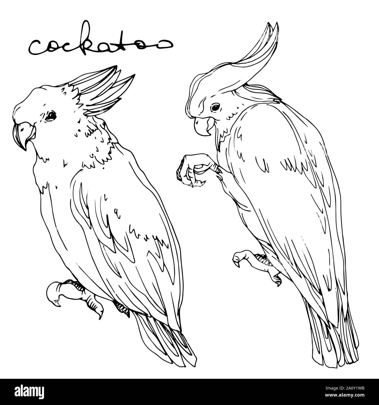 Vector Sky bird cockatoo in a wildlife isolated. Wild freedom, bird ...