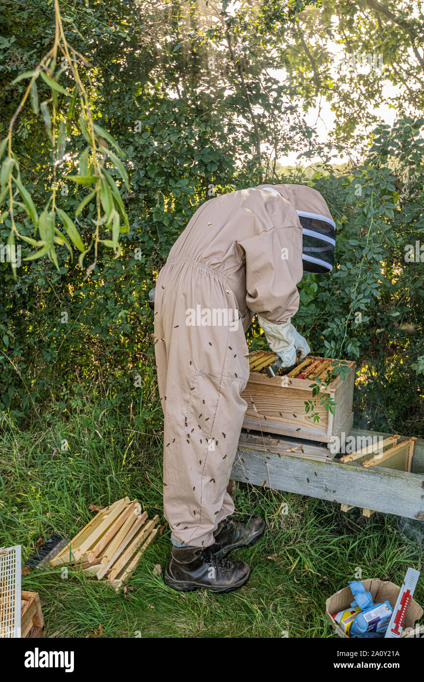 Beekeeper and bees Stock Photo - Alamy