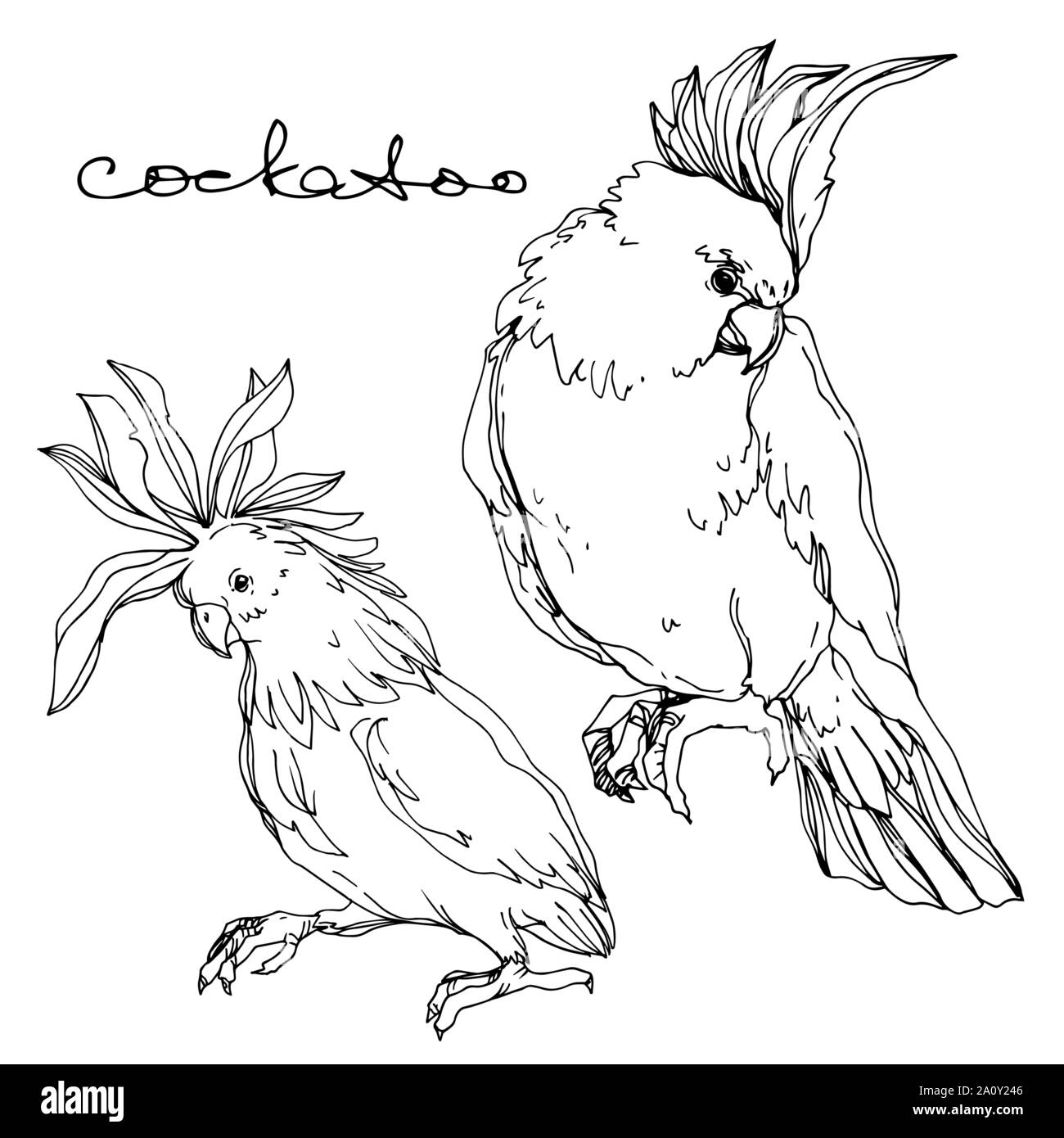 Vector Sky bird cockatoo in a wildlife isolated. Wild freedom, bird ...