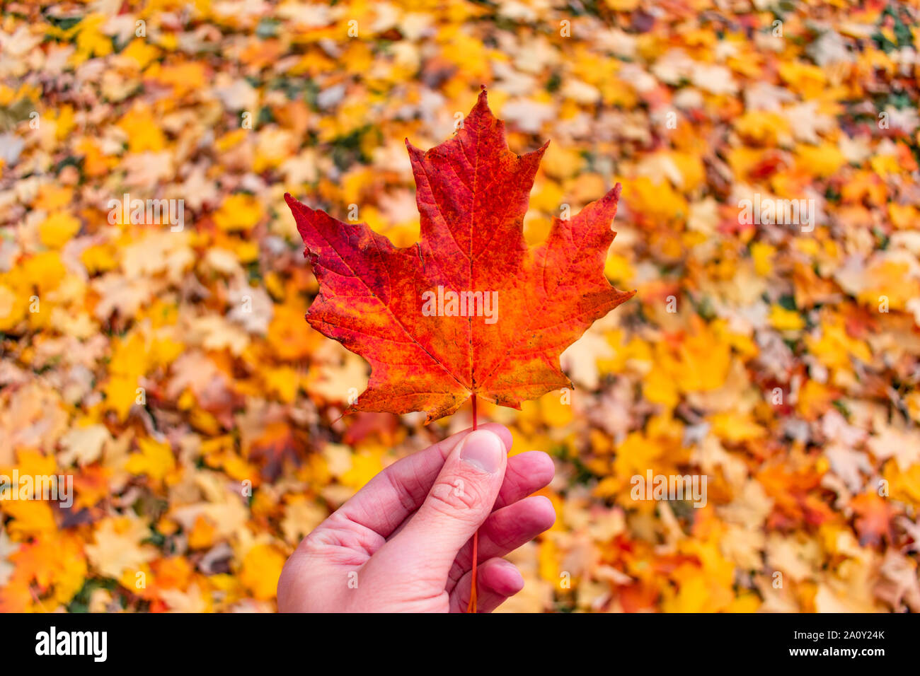Single Maple Leaf Held over a Pile of Colorful Leaves during Autumn ...