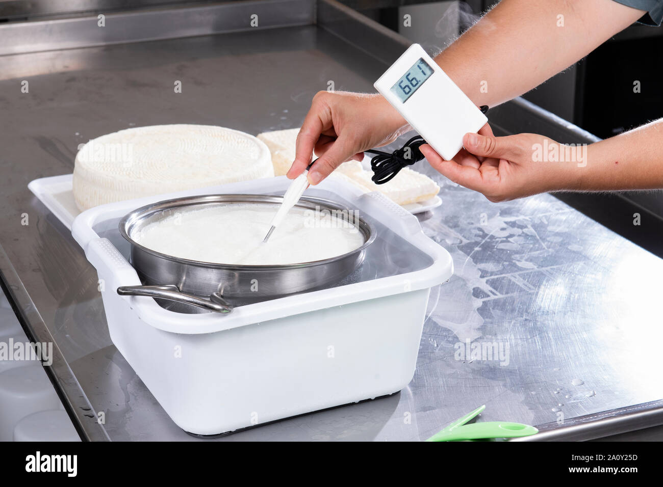 Cheesemaker measures the temperature of milk in a steel container with ...