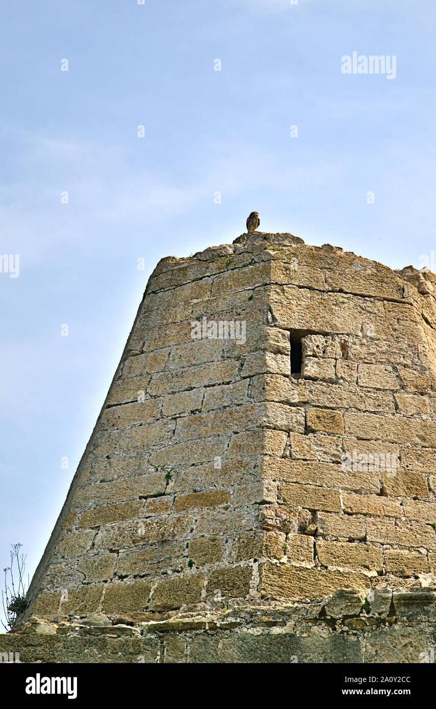 Pyramid owl hi-res stock photography and images - Alamy