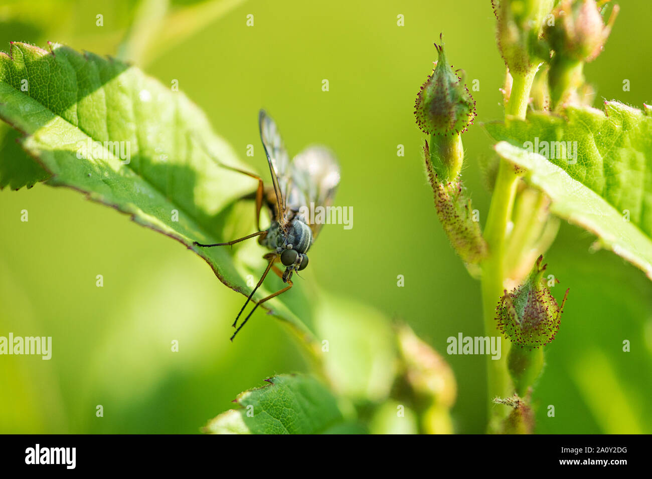 Black fly compound eye hi-res stock photography and images - Alamy