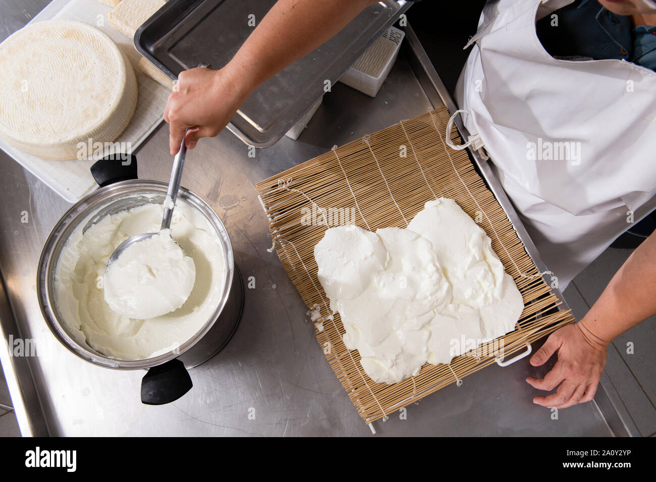 Cheesemaker puts fresh cheese on the rush for a typical process Stock ...