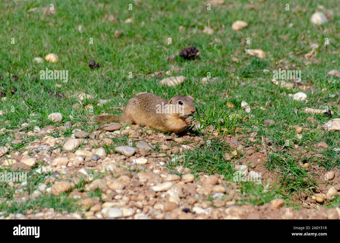 Ground squirrel eating Stock Photo - Alamy