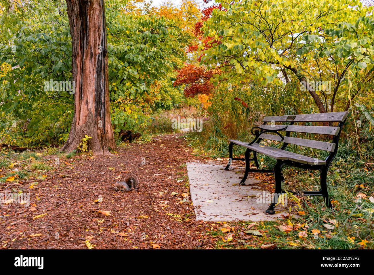 Bench on nature hi-res stock photography and images - Alamy