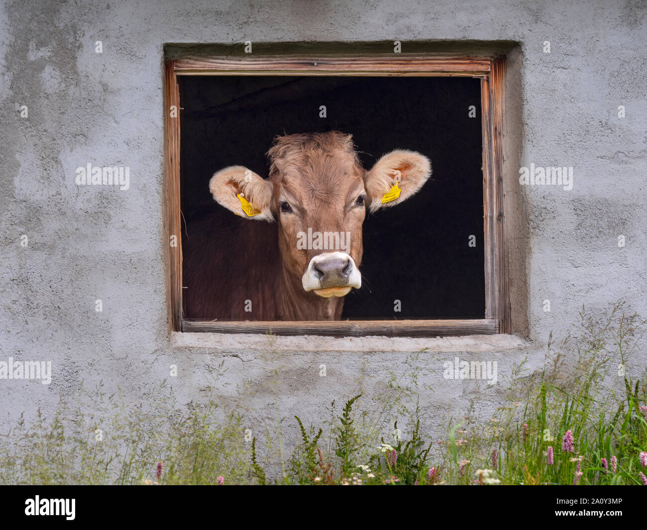 Dairy cow looking from shed window Seiser Alm Dolomites plateau largest ...