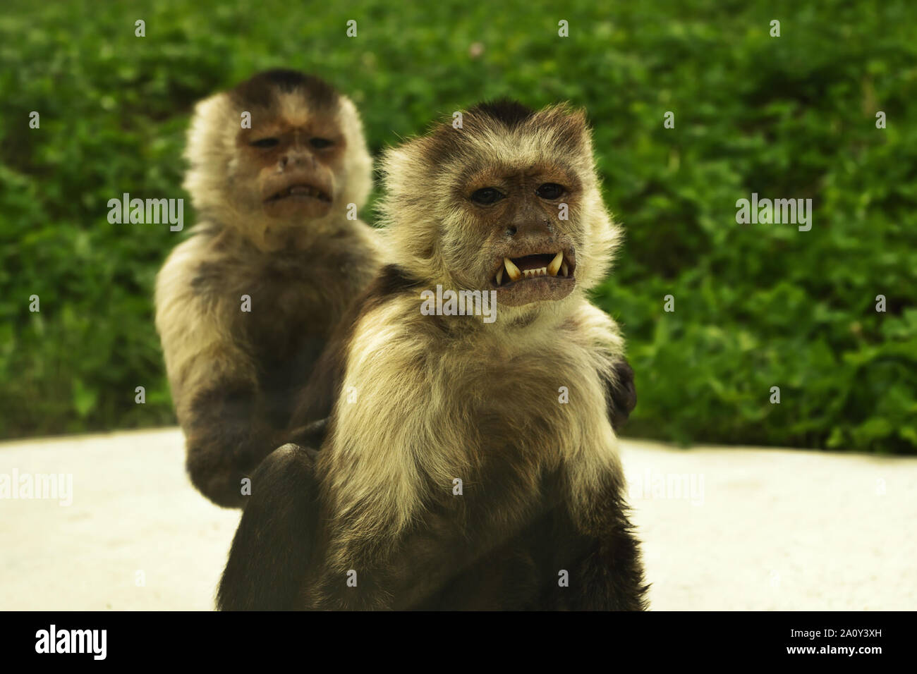 Cebus capucinus showing its teeth, the colombian white-faced capuchin ...
