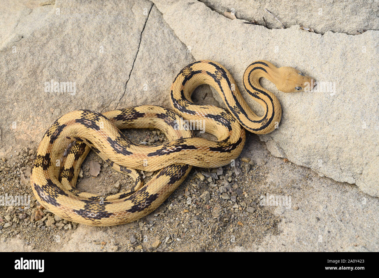 Trans canyon hi-res stock photography and images - Alamy