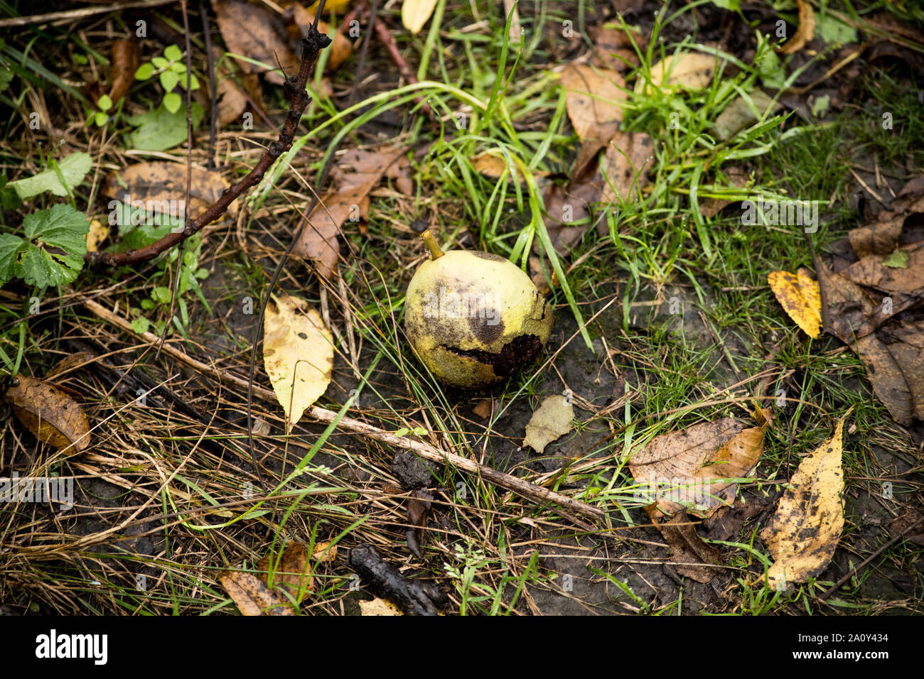 Pond apple fruit hi-res stock photography and images - Alamy