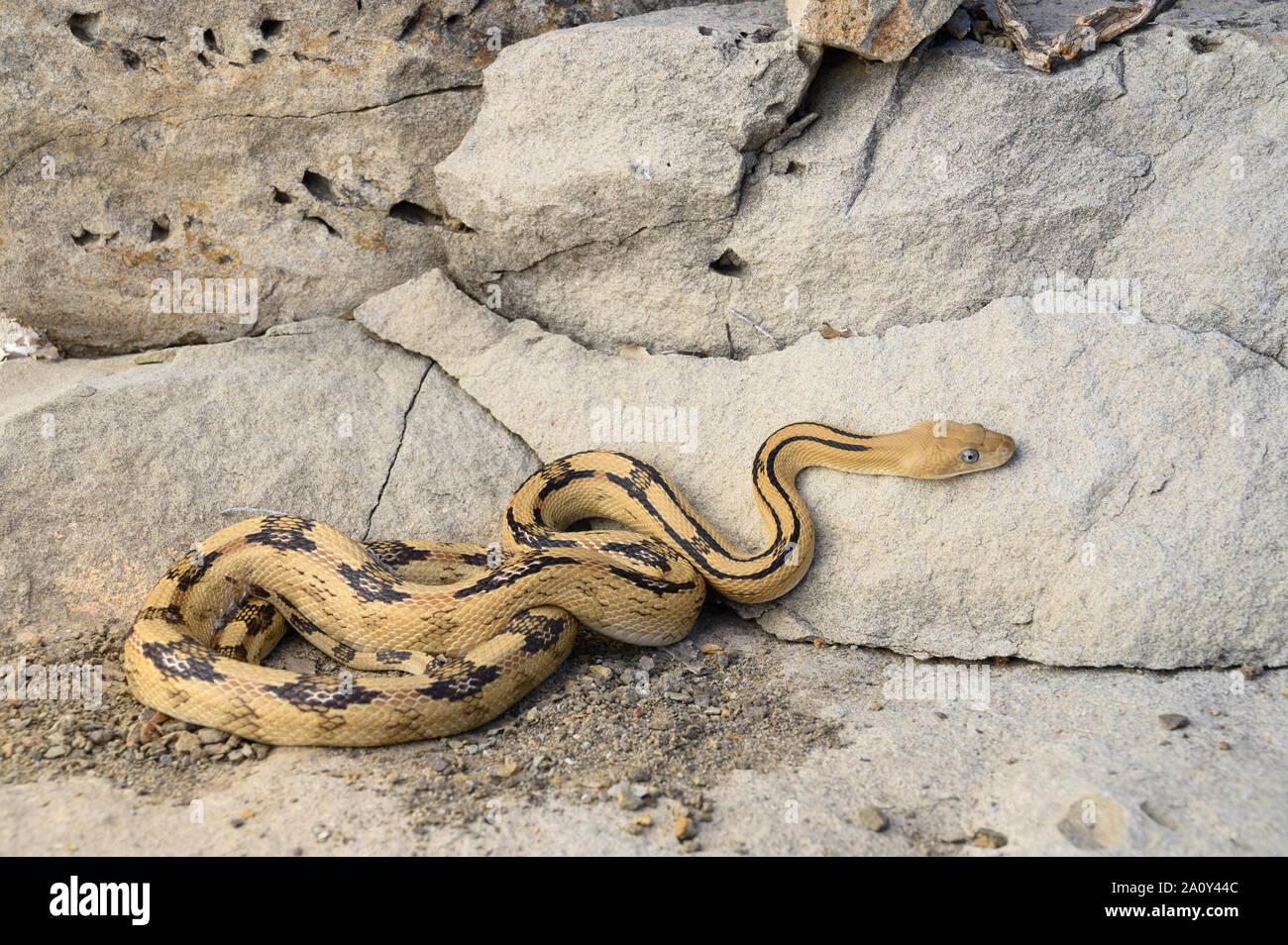 Northern Trans-pecos Ratsnake, (Bogertophis subocularis subocularis ...